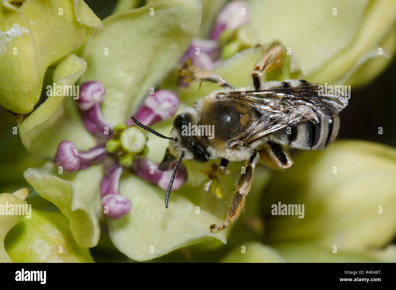 Long-horned Bee, Eucera sp., on green milkweed, Asclepias viridis Stock ...