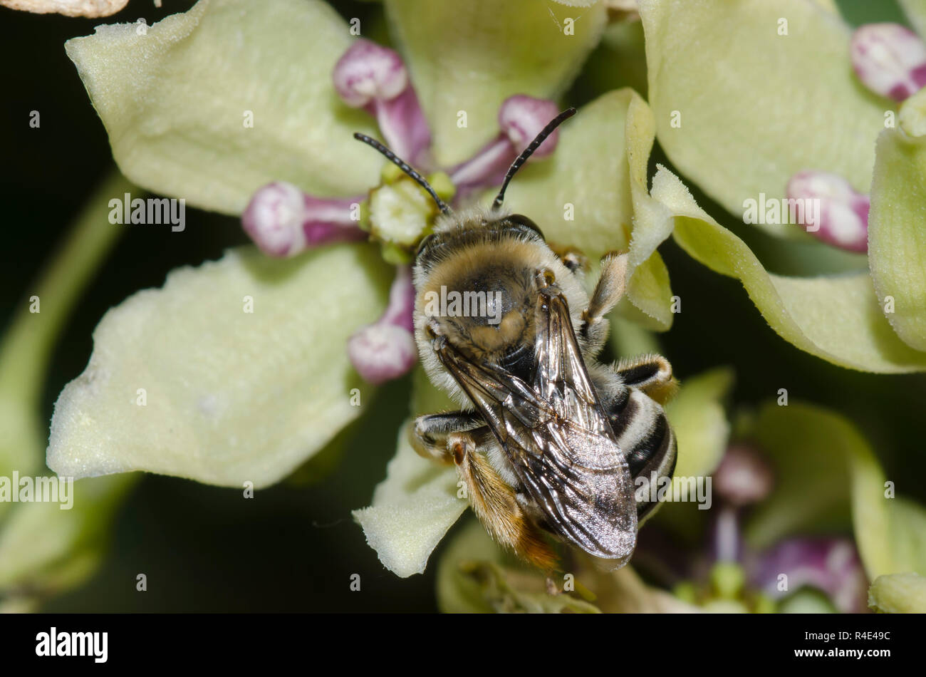 Long-horned Bee, Eucera sp., on green milkweed, Asclepias viridis Stock ...