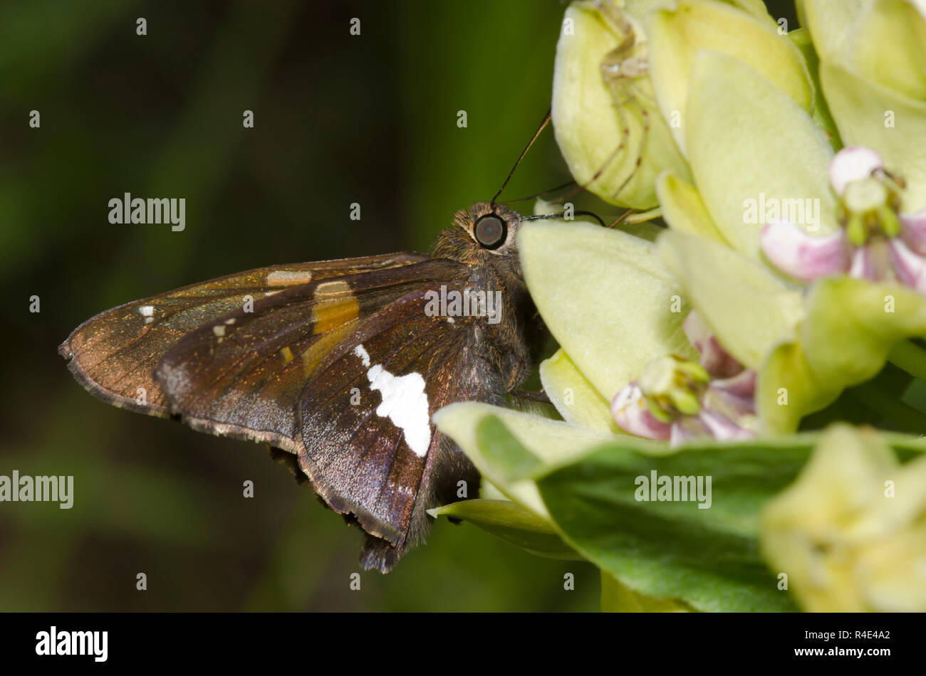 Green skipper butterfly hi-res stock photography and images - Alamy