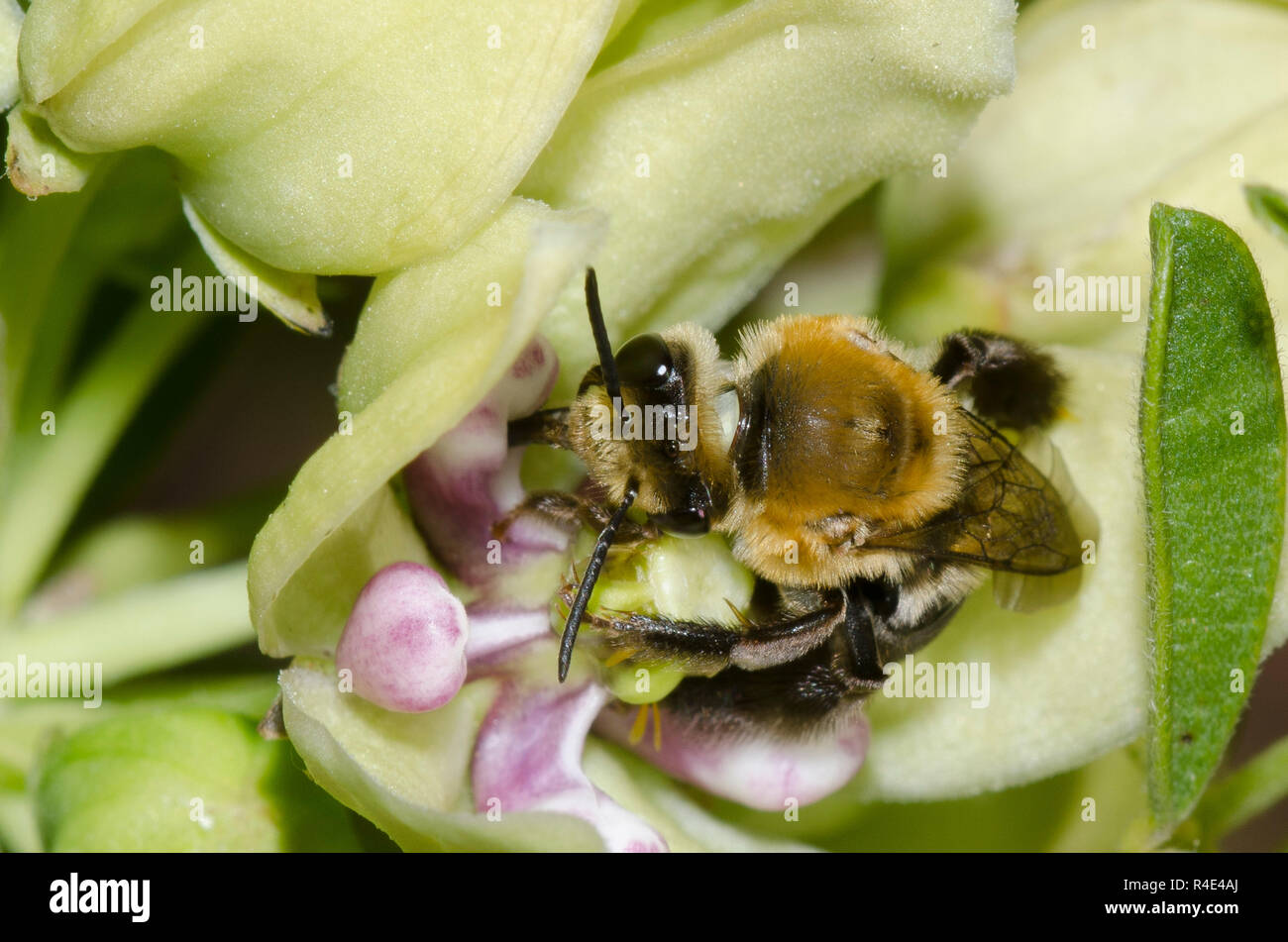 Long-horned Bee, Eucera sp., on green milkweed, Asclepias viridis Stock ...