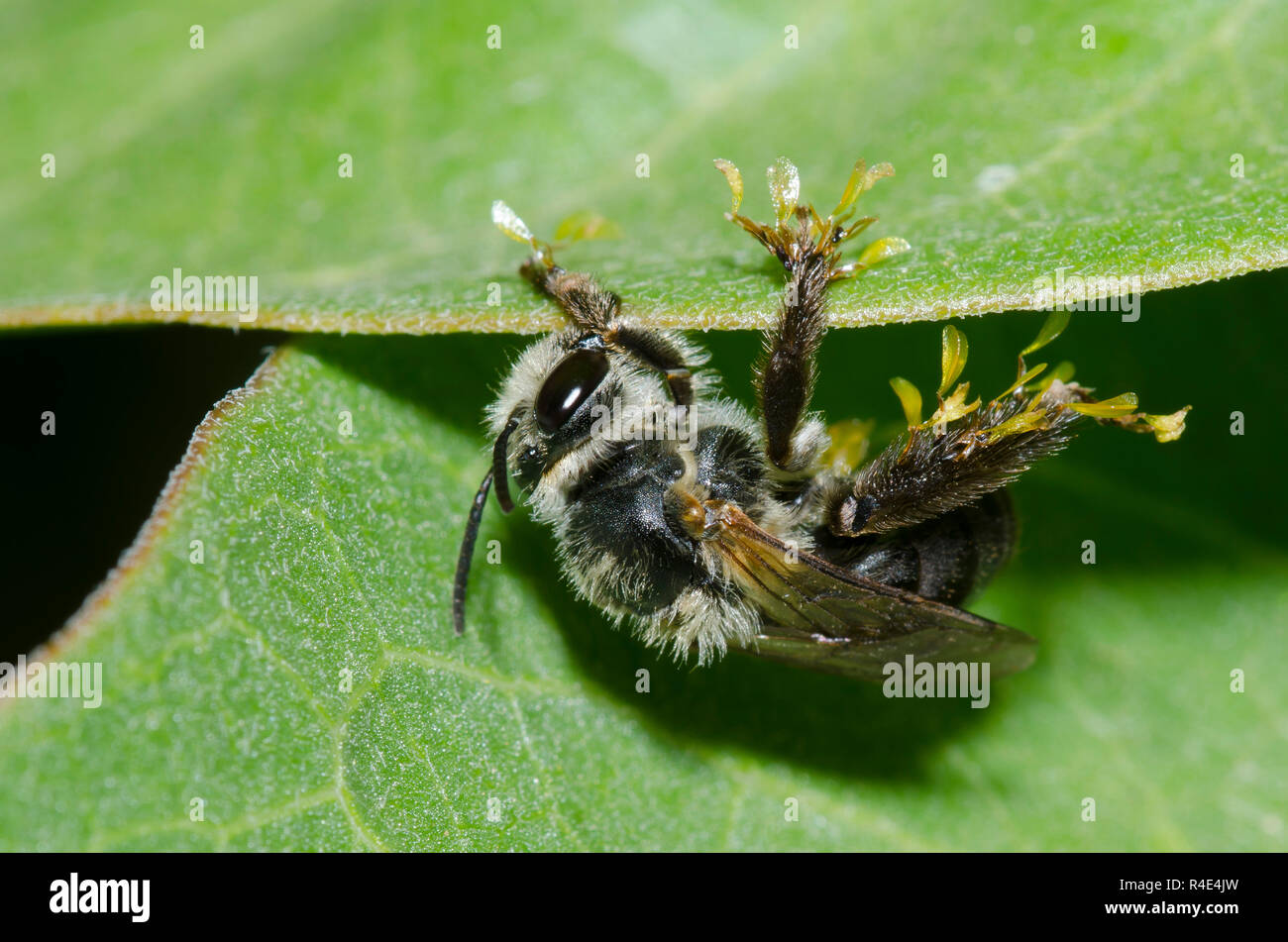 Long-horned Bee, Eucera sp., resting on green milkweed, Asclepias ...