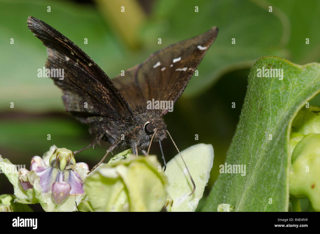 Northern Cloudywing, Cecropterus pylades, female on green milkweed ...