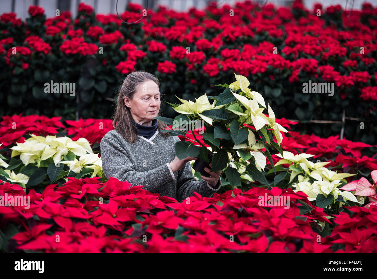 Cleaning plant labels hi-res stock photography and images - Alamy