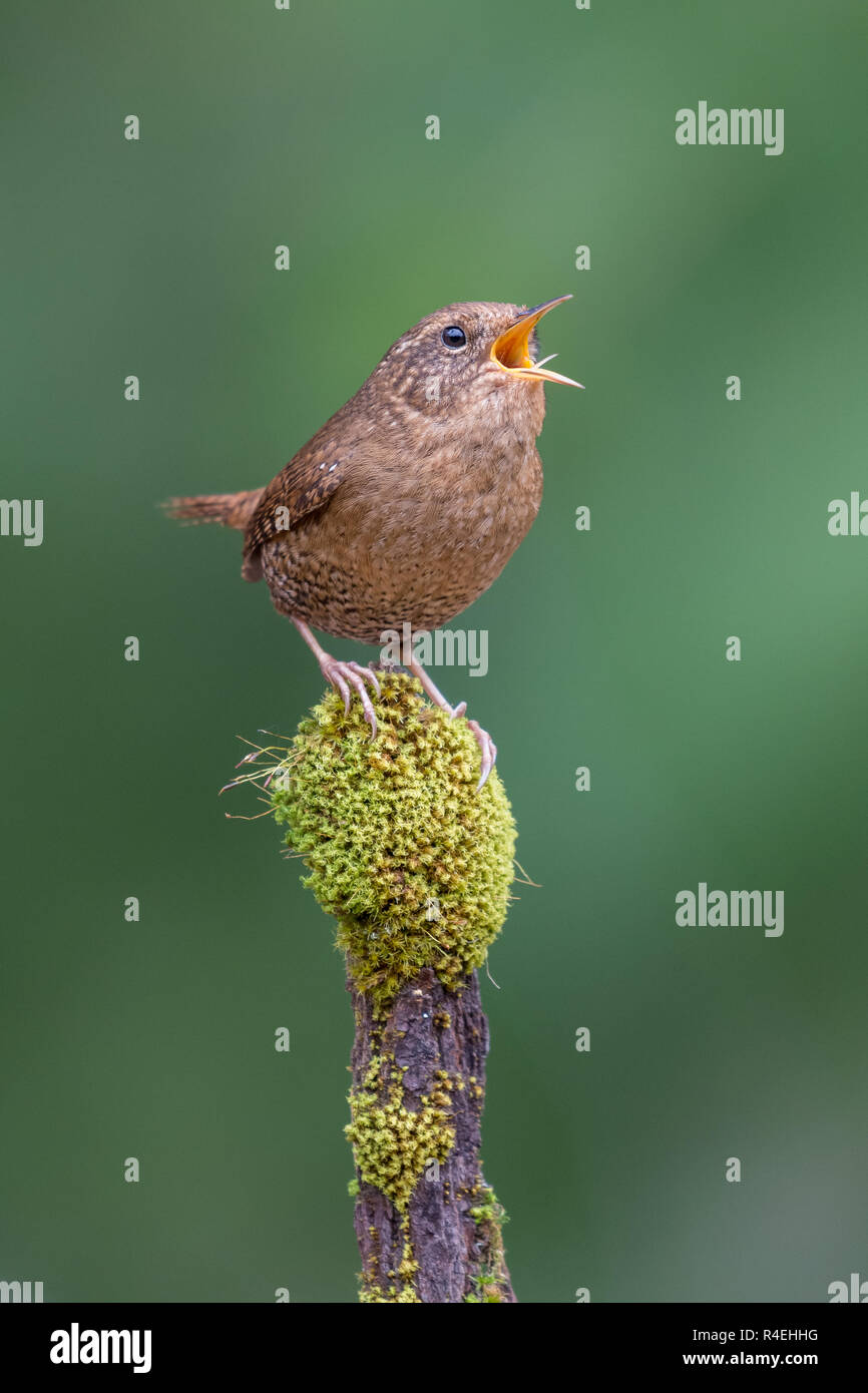 Pacific wrens hi-res stock photography and images - Alamy