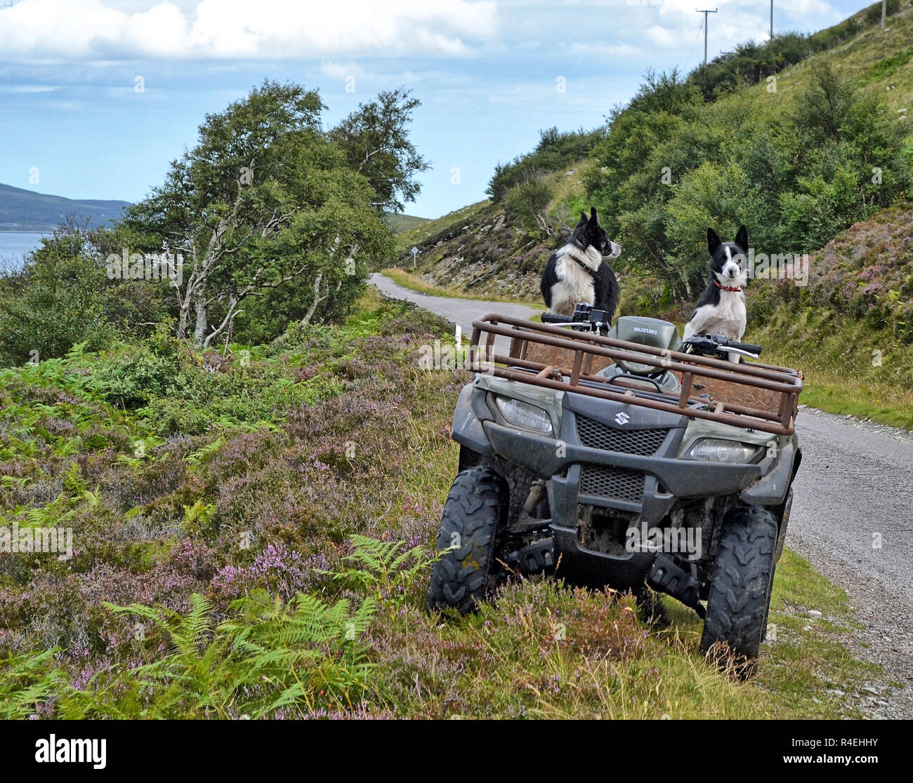 Working sheep dogs hi-res stock photography and images - Alamy