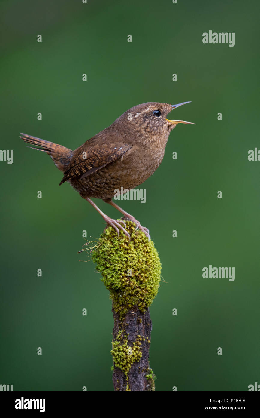 Pacific wrens hi-res stock photography and images - Alamy