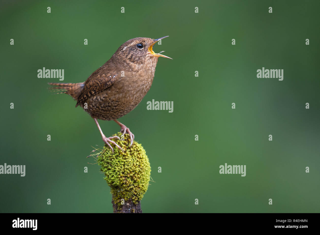Pacific wrens hi-res stock photography and images - Alamy