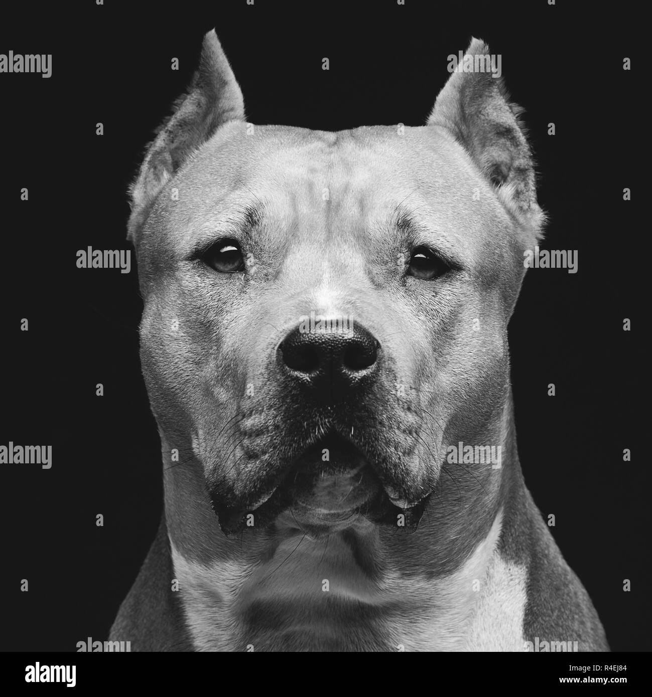 White staffordshire bull terrier Black and White Stock Photos & Images ...