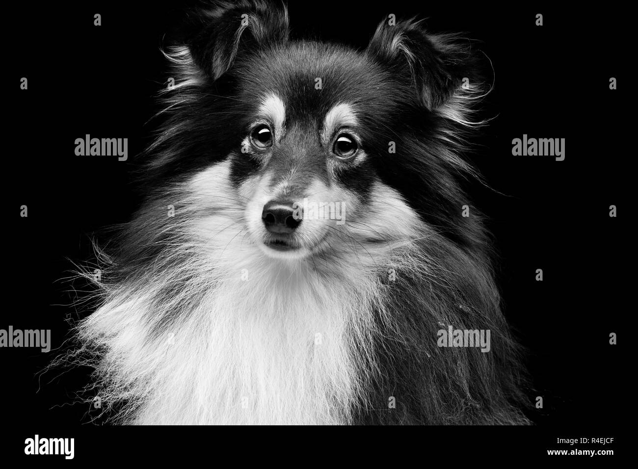Furry sheltie Black and White Stock Photos & Images - Alamy