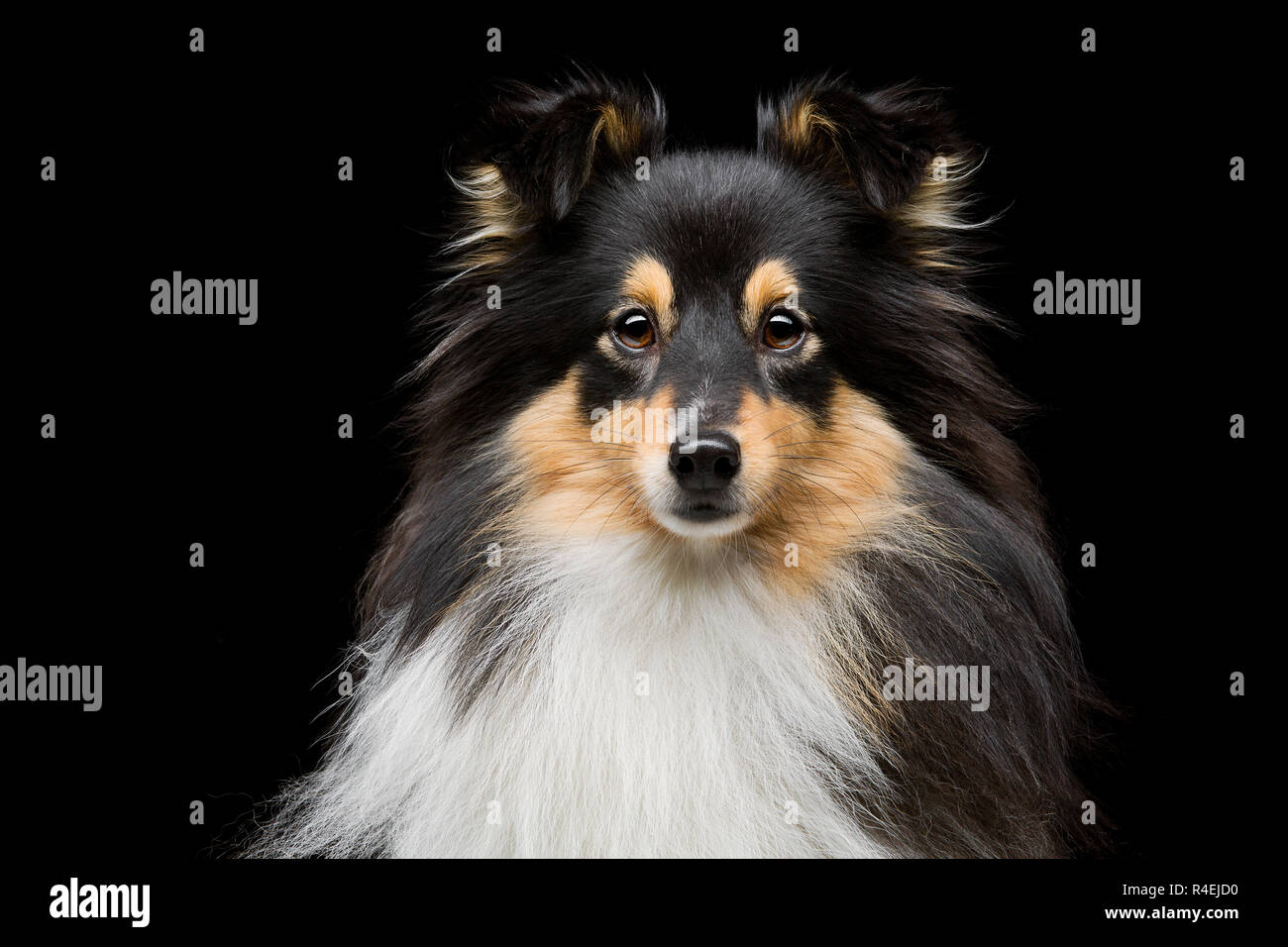 Female sheltie hi-res stock photography and images - Alamy