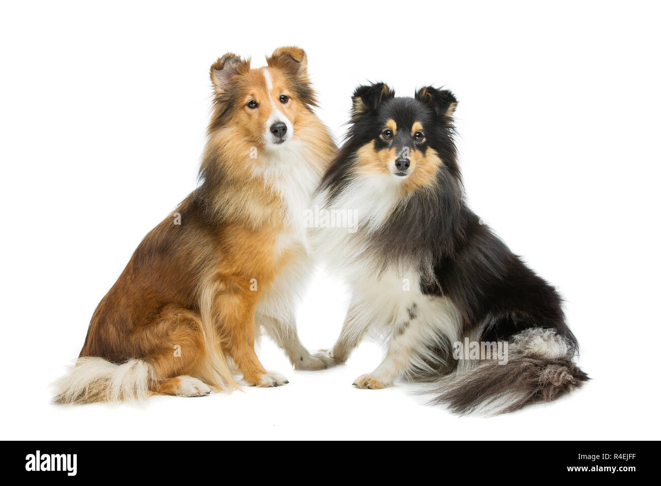 Happy looking dogs Cut Out Stock Images & Pictures - Alamy