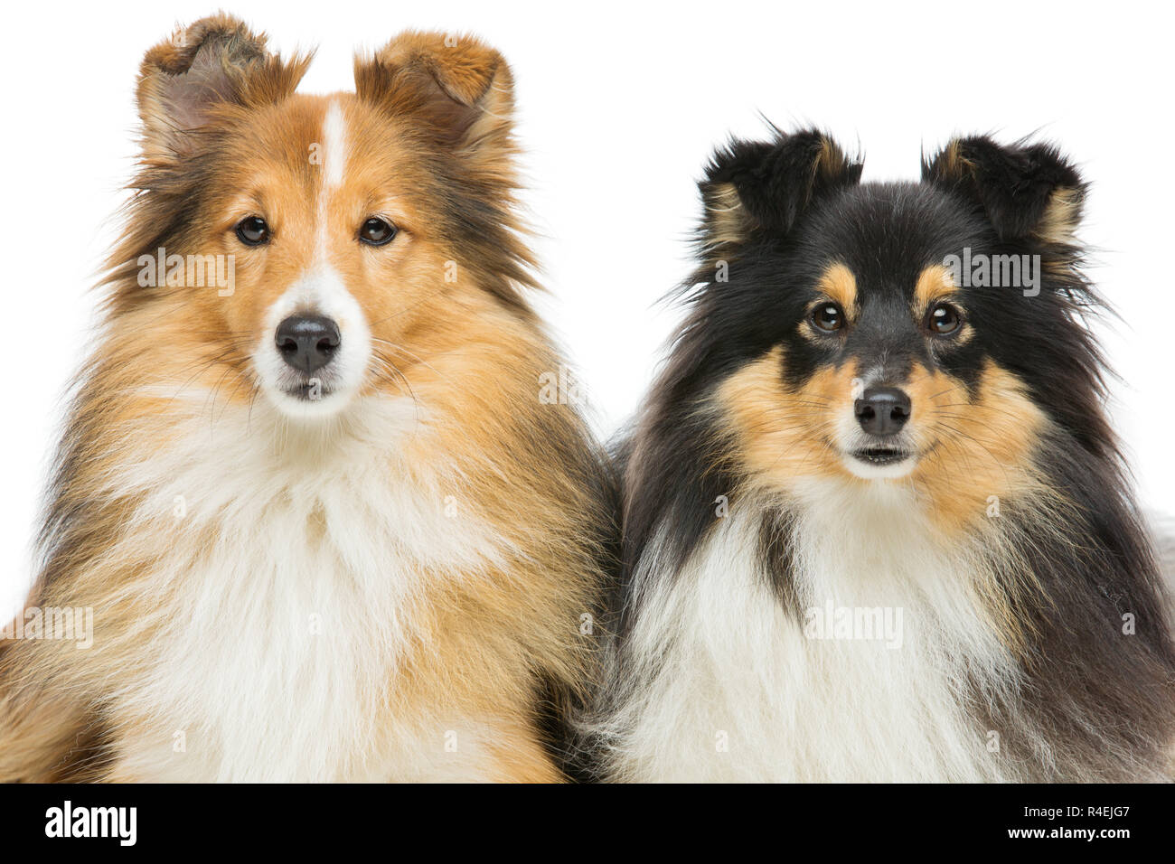 Two sheltie dogs Stock Photo - Alamy