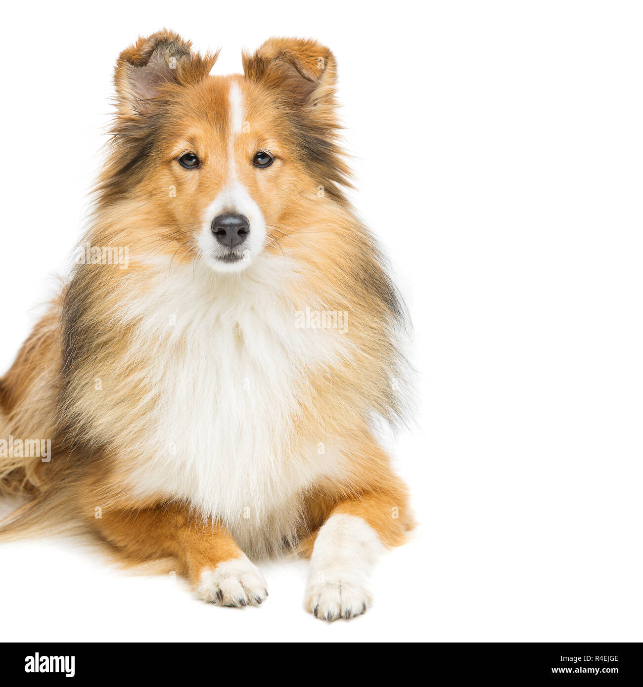 Dog sheltie Cut Out Stock Images & Pictures - Alamy