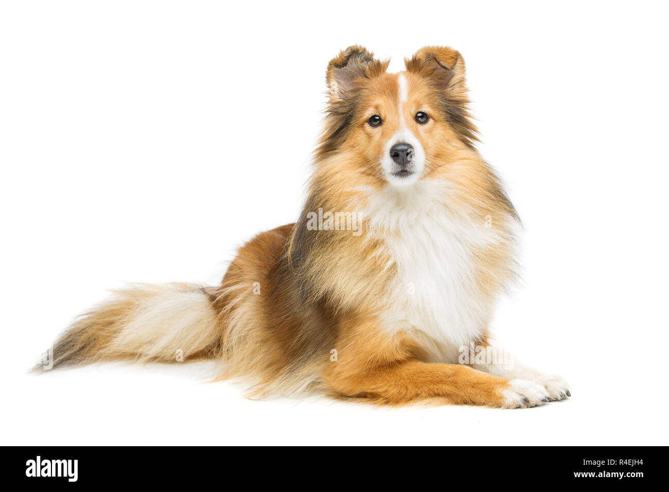 Deep brown eyes Cut Out Stock Images & Pictures - Alamy