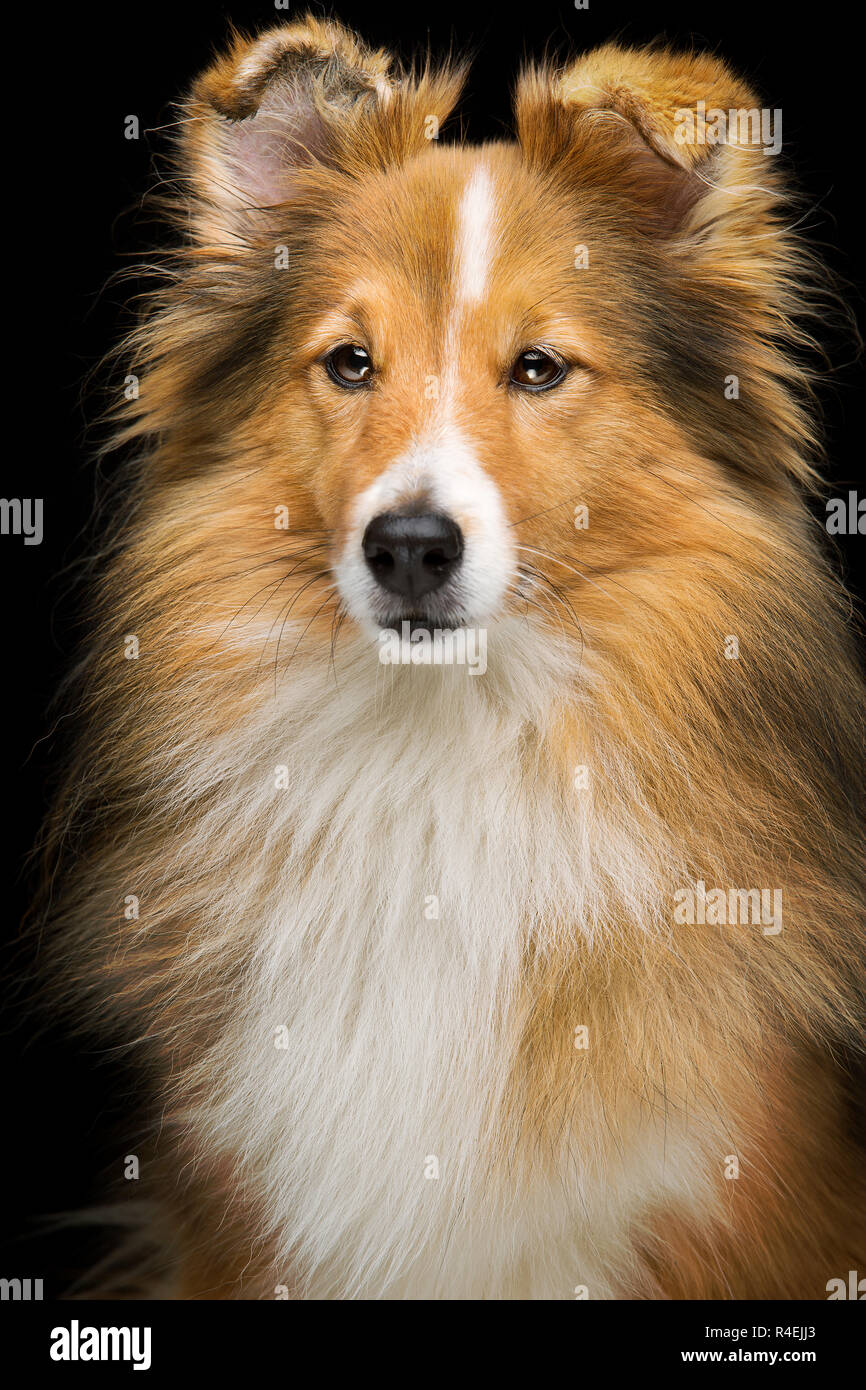 Female sheltie hi-res stock photography and images - Alamy