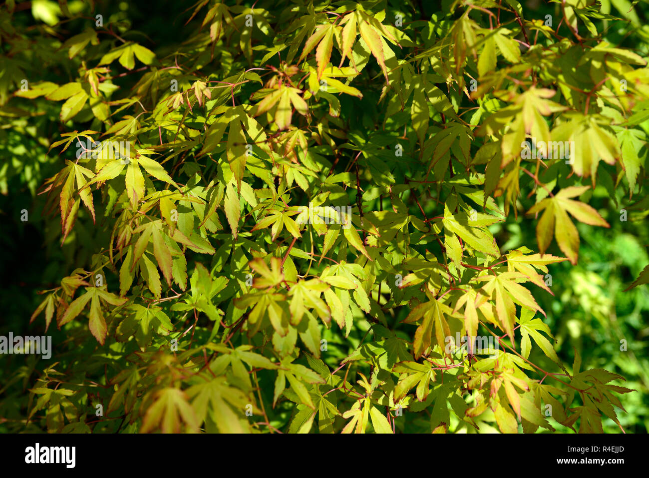 Acer palmatum japanese sunrise hi-res stock photography and images - Alamy