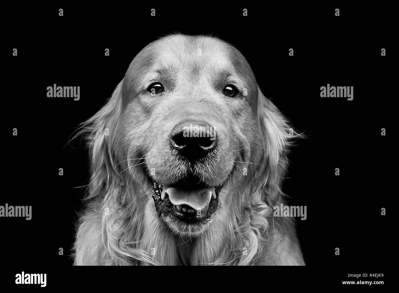 Portrait beautiful adult golden Black and White Stock Photos & Images ...