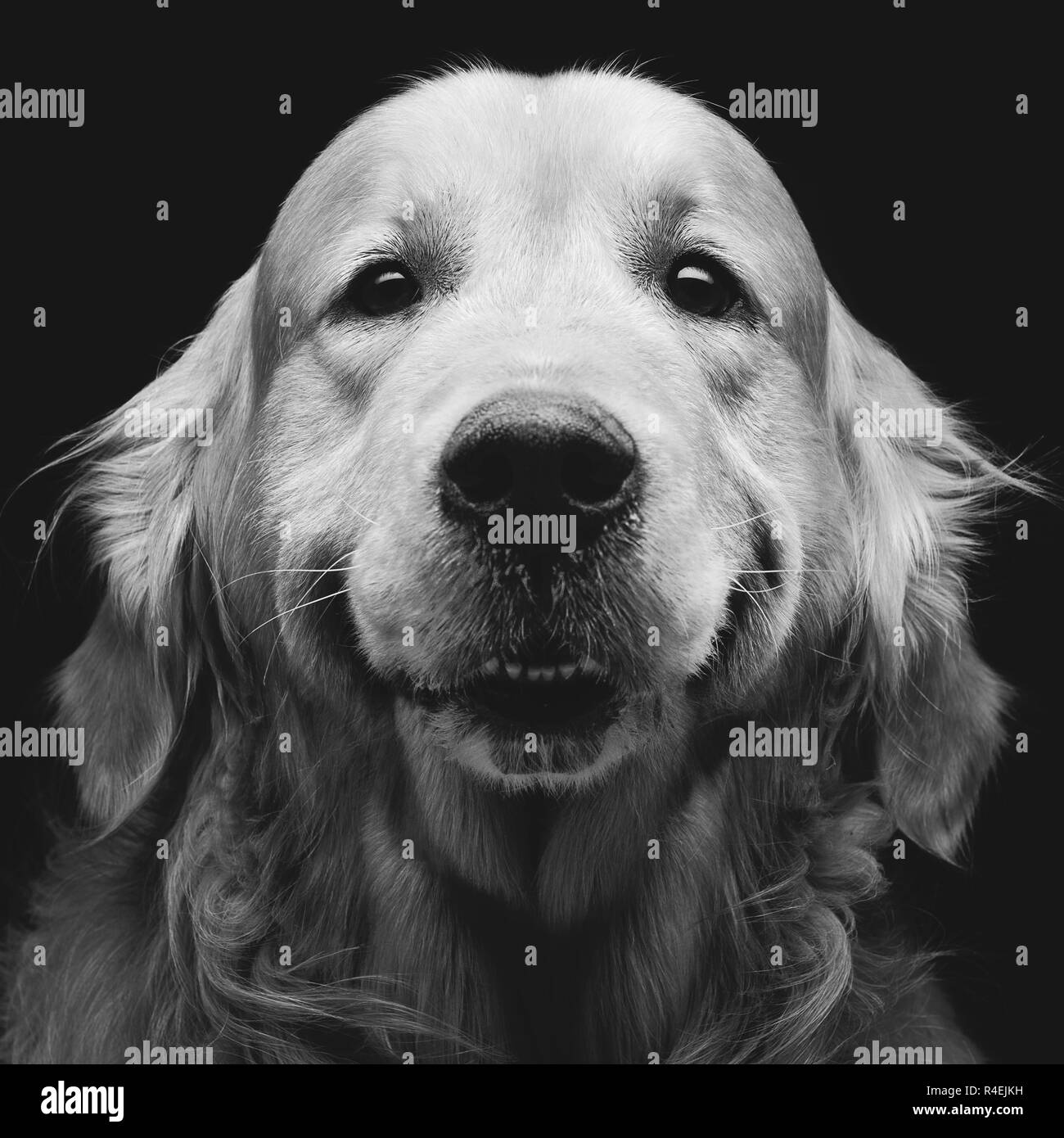 Dark golden fur Black and White Stock Photos & Images - Alamy