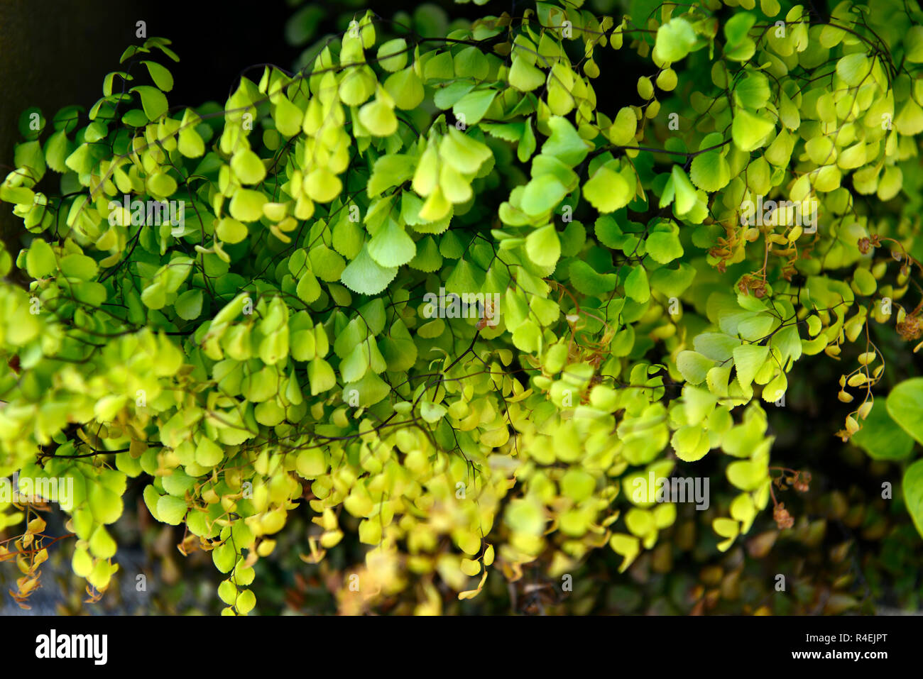 Adiantum venustum,evergreen maidenhair,Himalayan maidenhair,fern ...