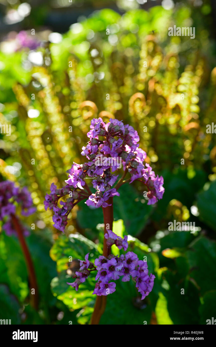 Bergenia crassifolia,pigsqueak,Bergenia cordifolia,pink.flower,flowers ...