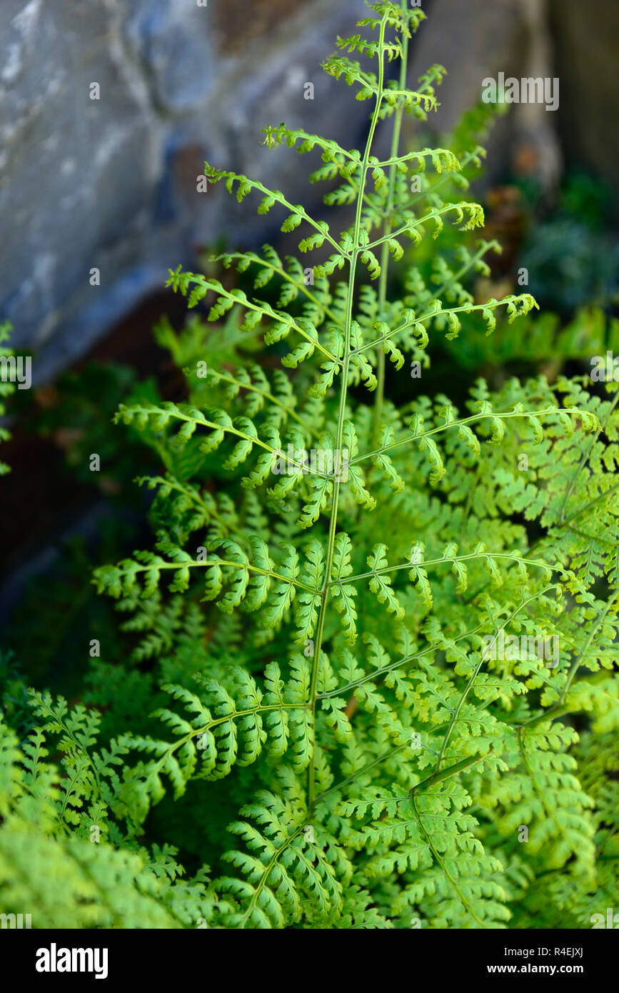 Dryopteris intermedia hi-res stock photography and images - Alamy
