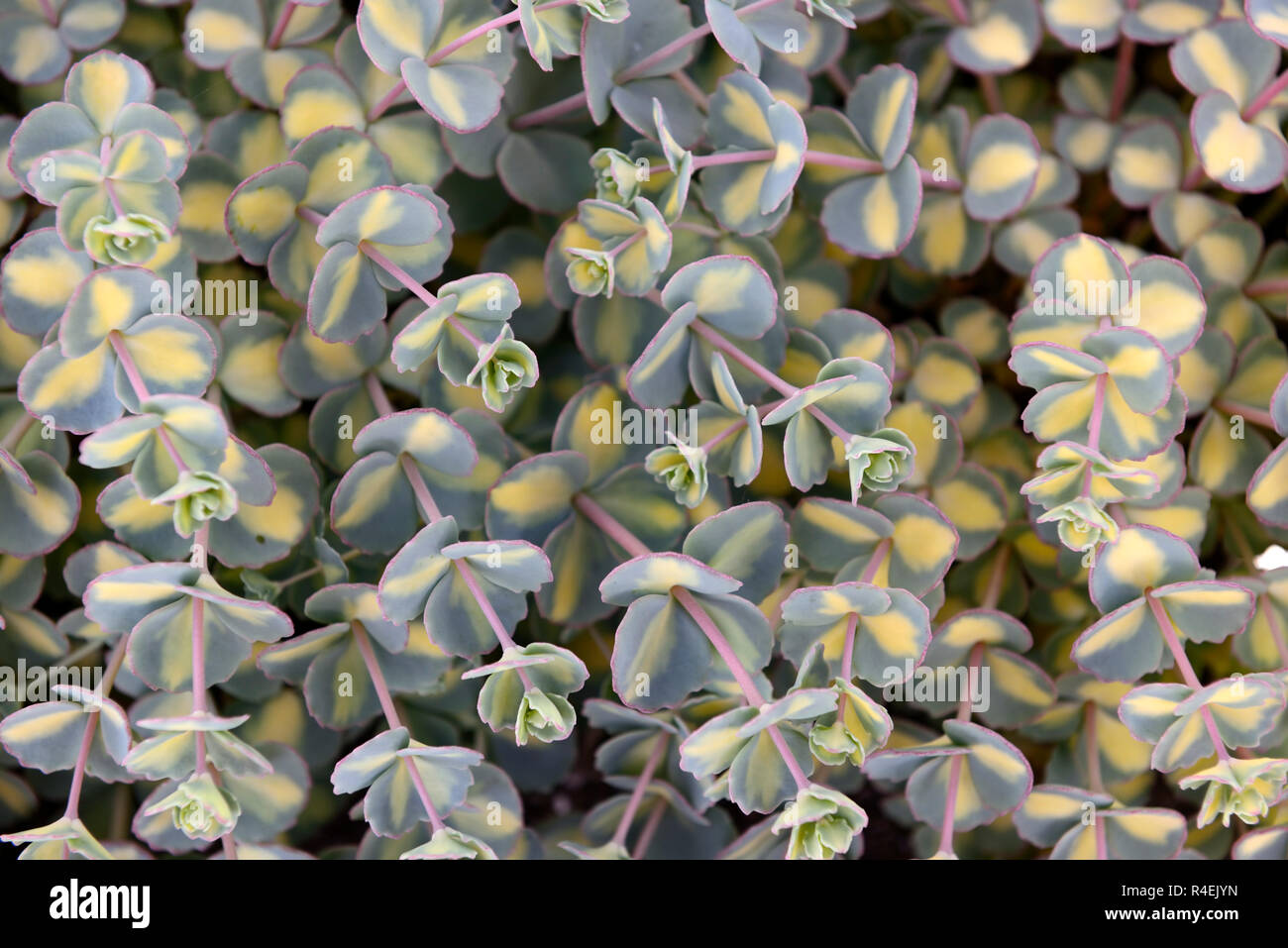Hylotelephium sieboldii mediovariegatum hi-res stock photography and ...