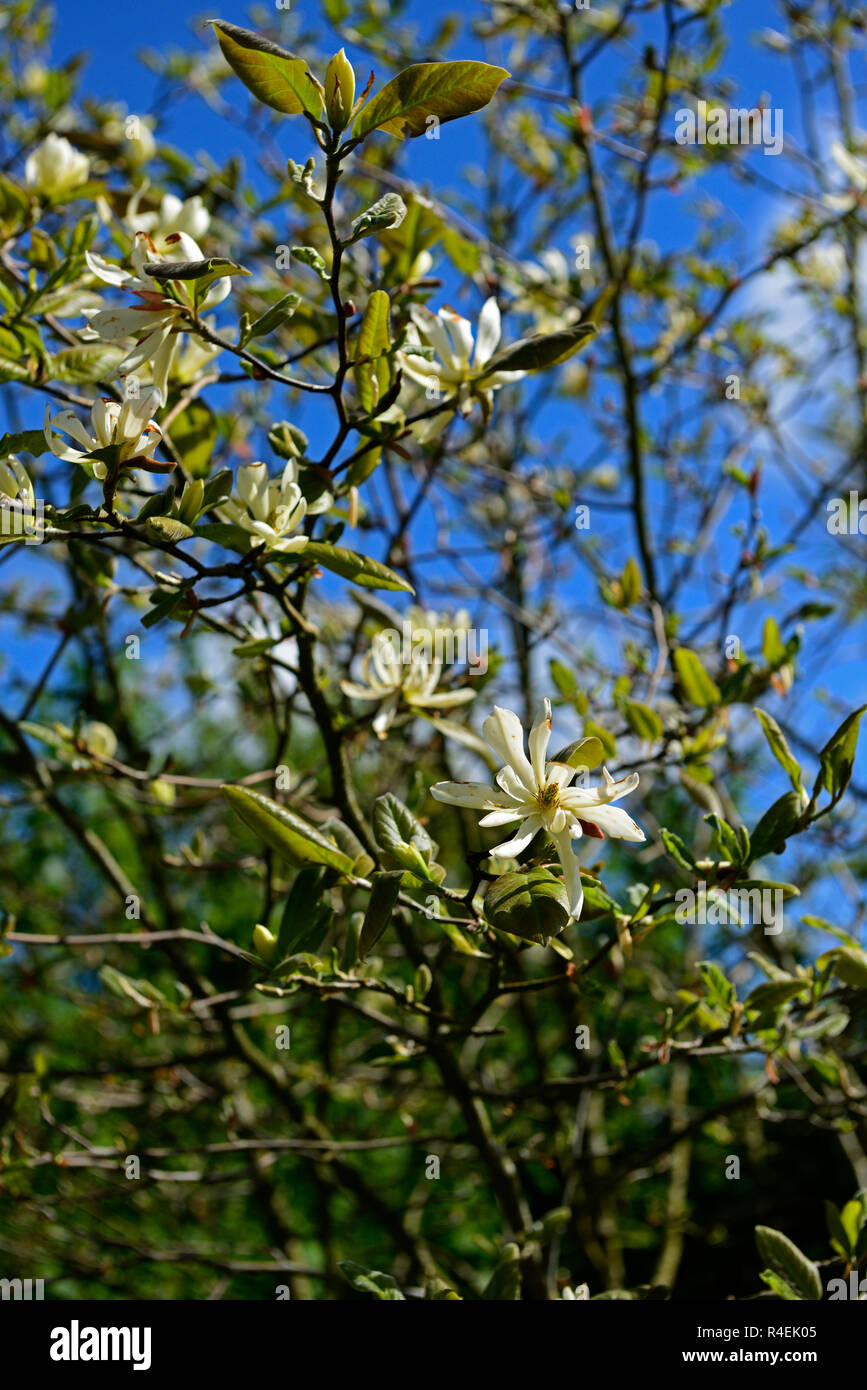 Magnolia Gold Star,star shaped,cream,yellow,flowers,flower,flowering ...