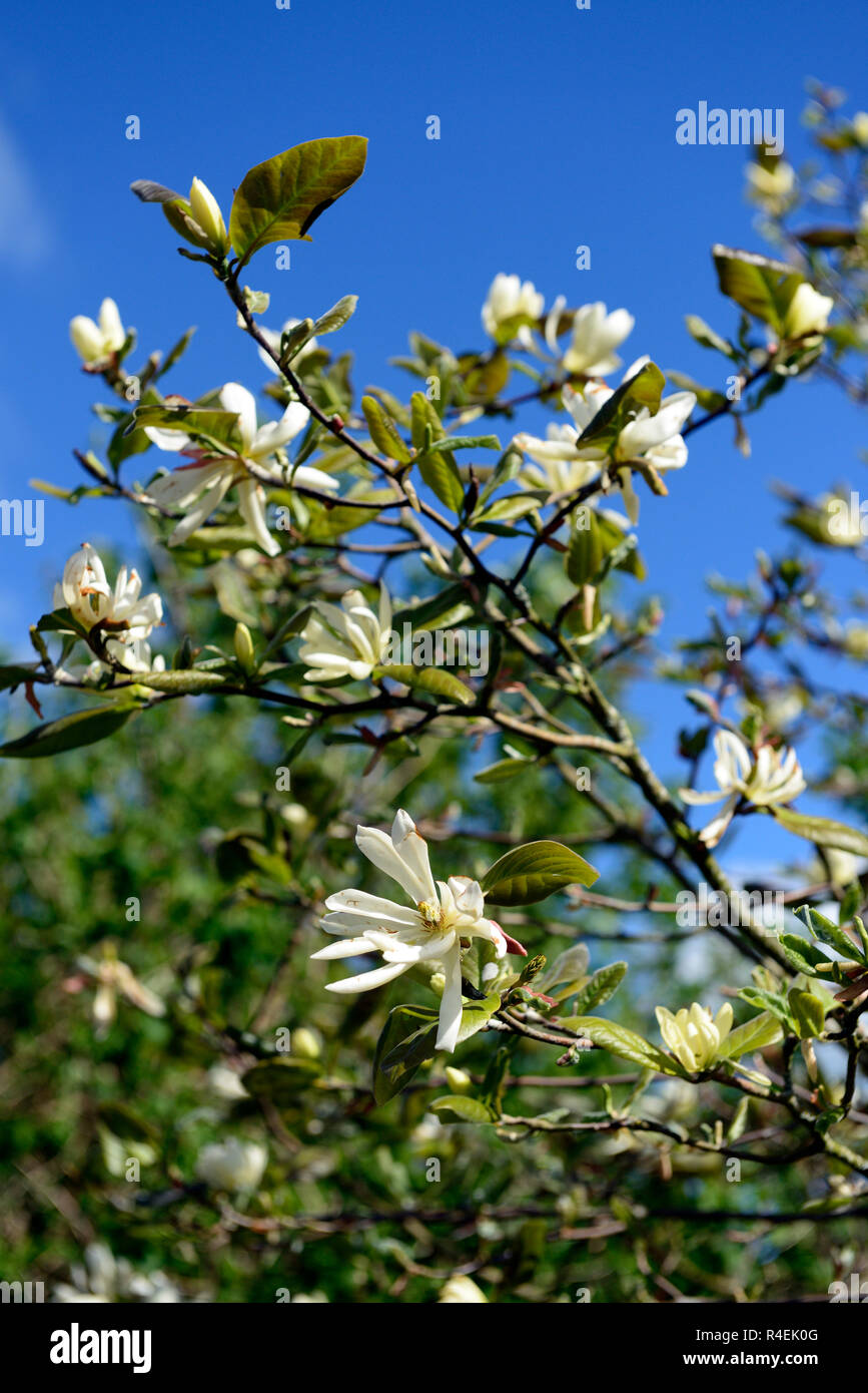 Magnolia Gold Star,star shaped,cream,yellow,flowers,flower,flowering ...