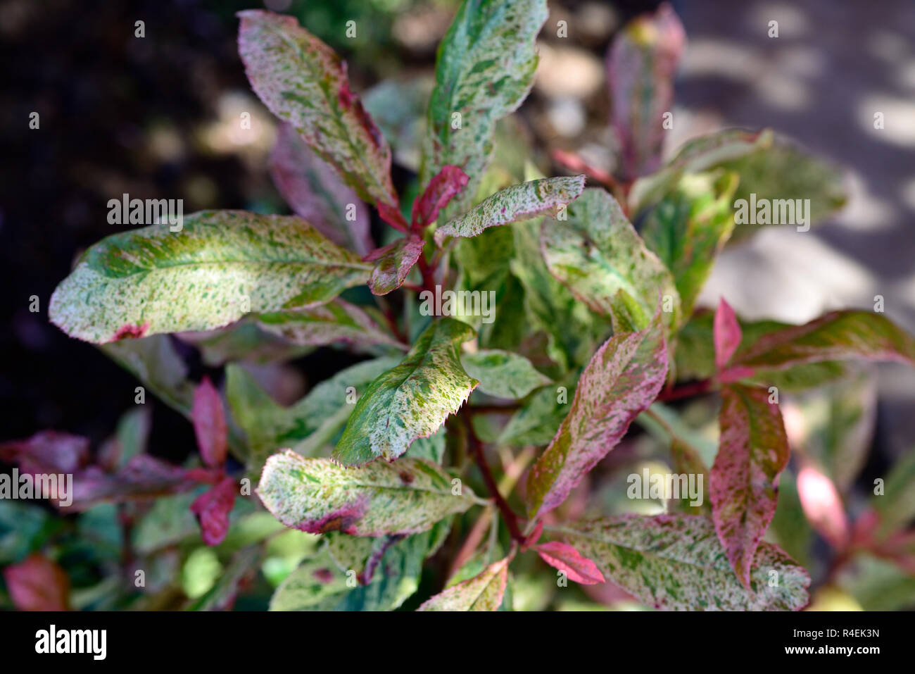 Photinia serratifolia Pink Crispy,marbled,green,red,foliage,leaves ...