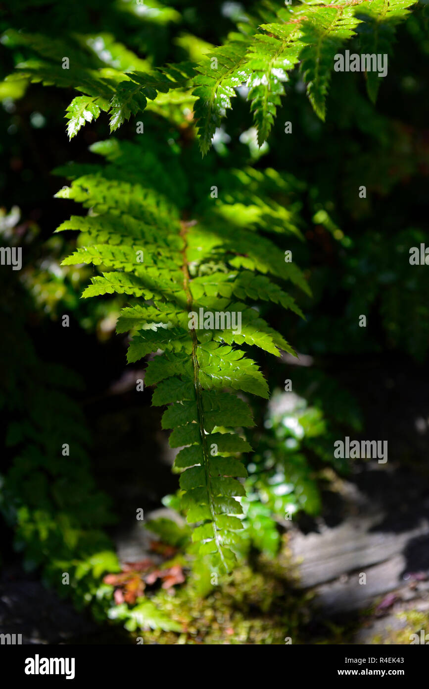 Polystichum polyblepharum,Japanese lace fern,tassel fern,ferns,fronds ...