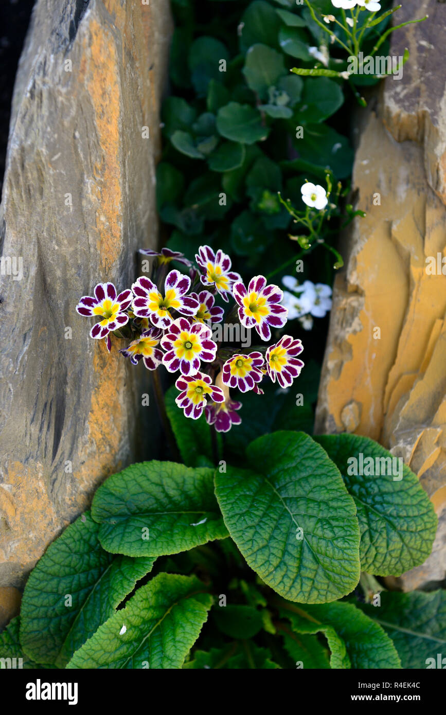 Little primrose hi-res stock photography and images - Alamy
