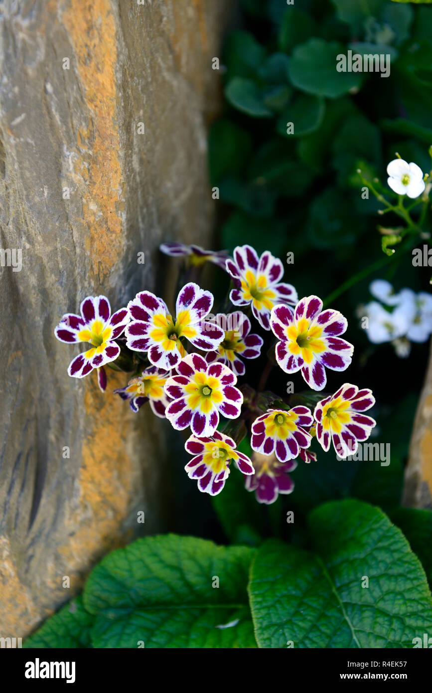 Primula veris little queen hi-res stock photography and images - Alamy