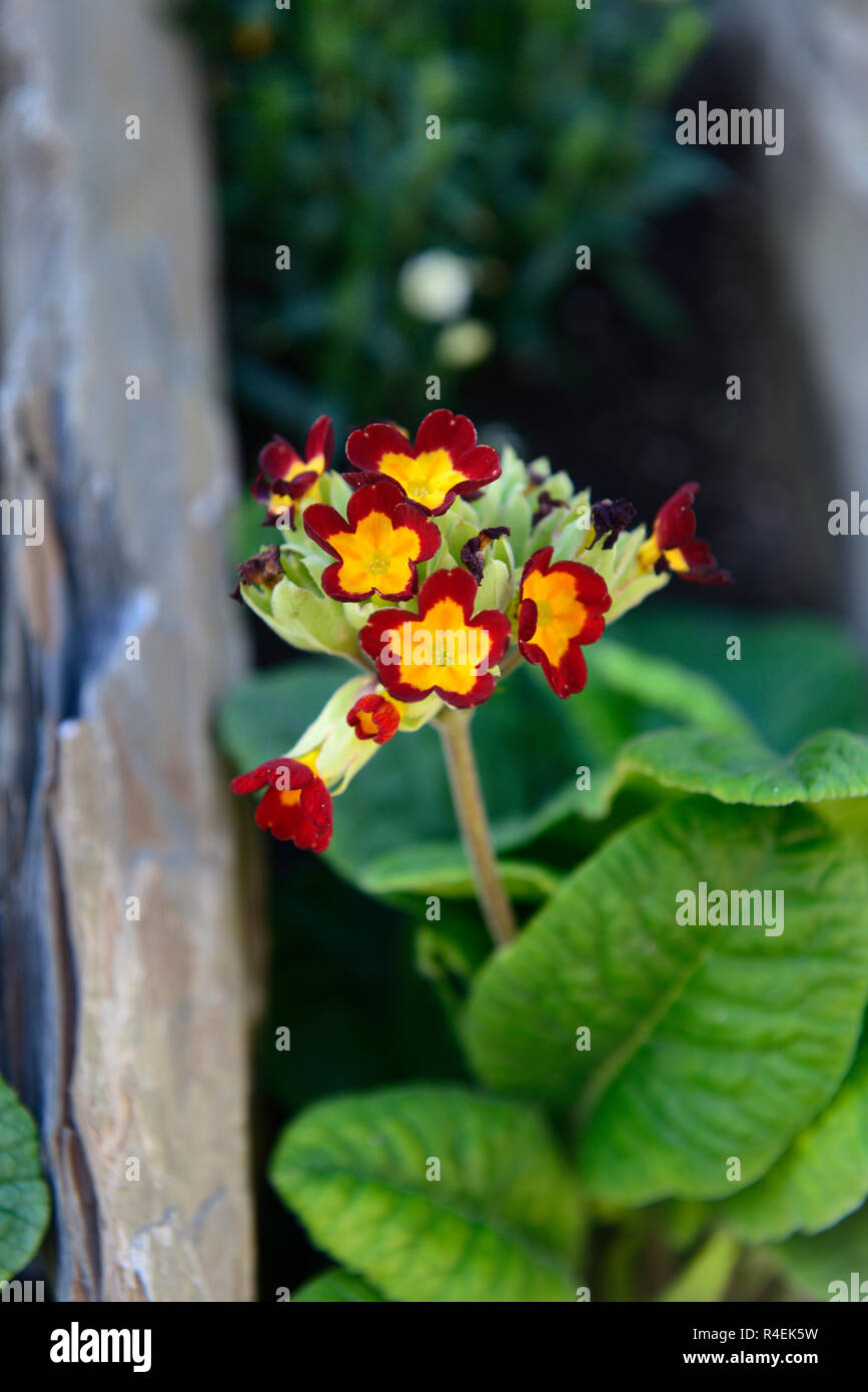 Garden rockery alpines hi-res stock photography and images - Alamy