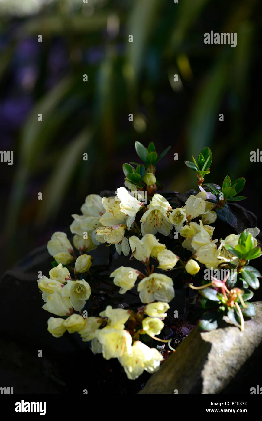 Alpine wren hi-res stock photography and images - Alamy
