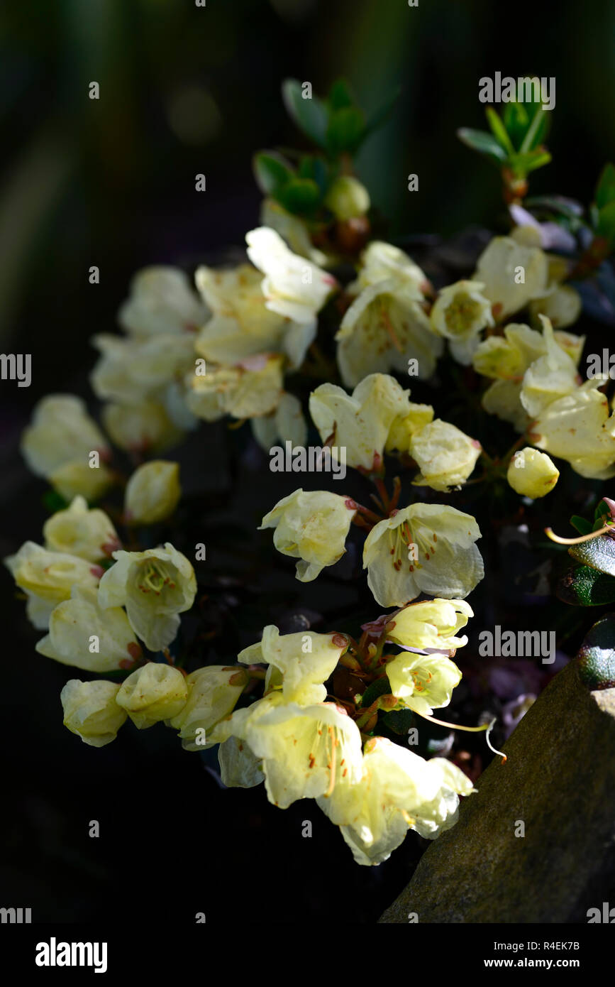 Rhododendron wren,dwarf,miniature,yellow rhododendron,rhododendrons ...