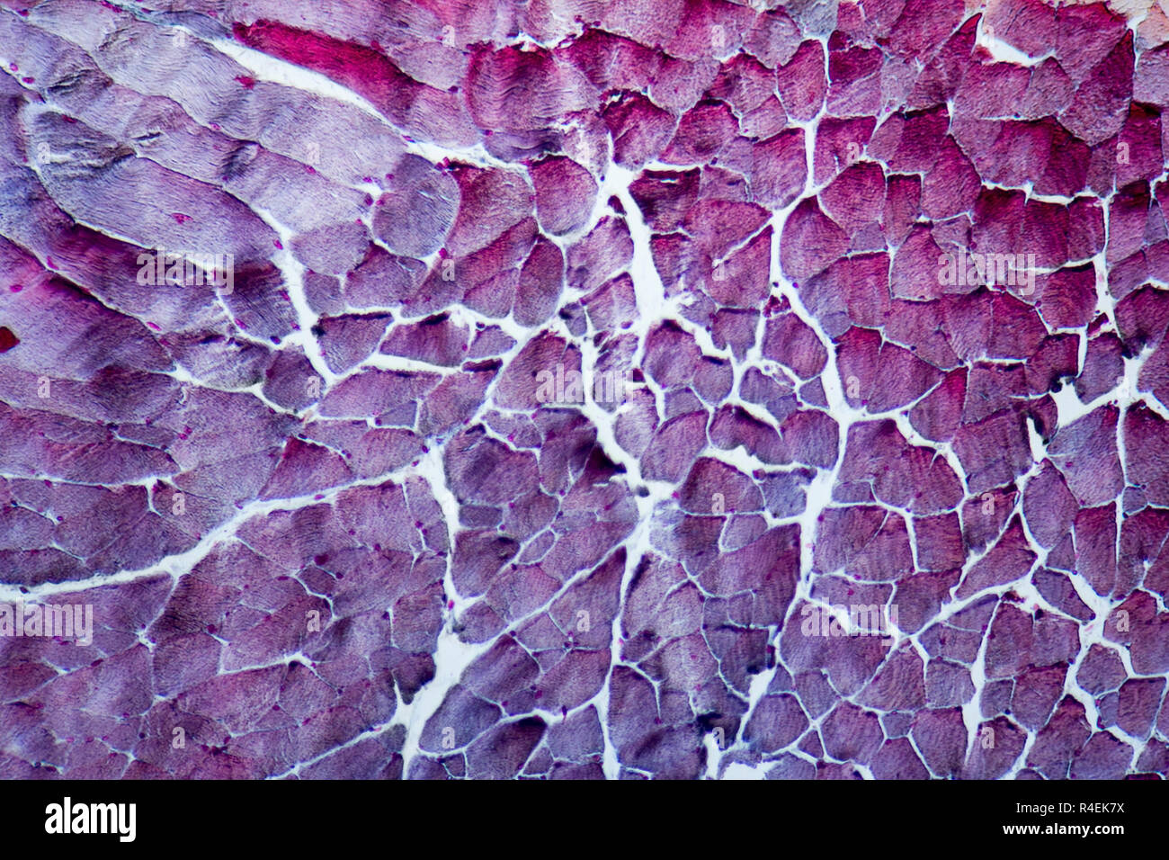 microscopic neck organs Stock Photo - Alamy