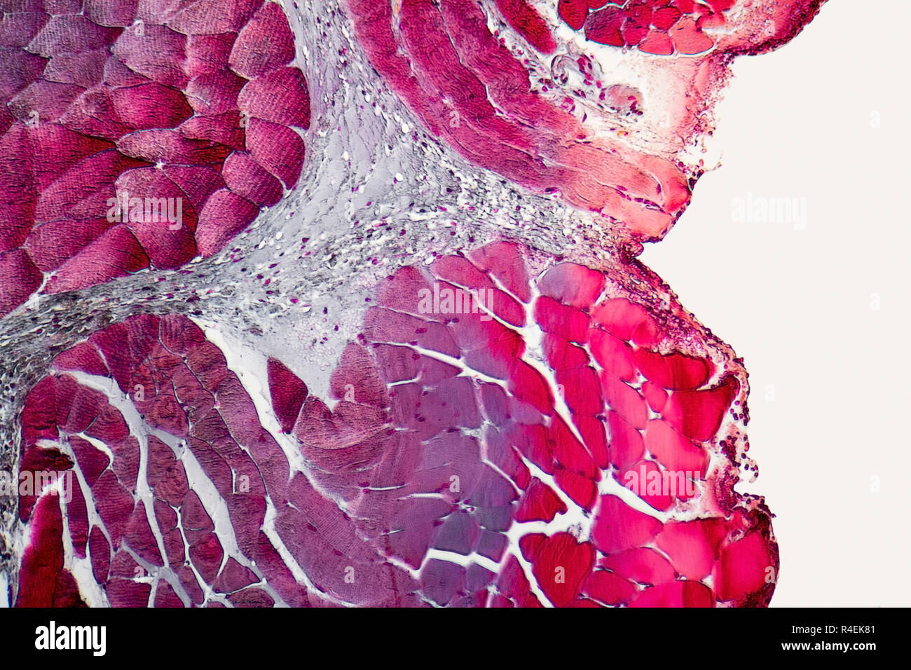 microscopic neck organs Stock Photo - Alamy