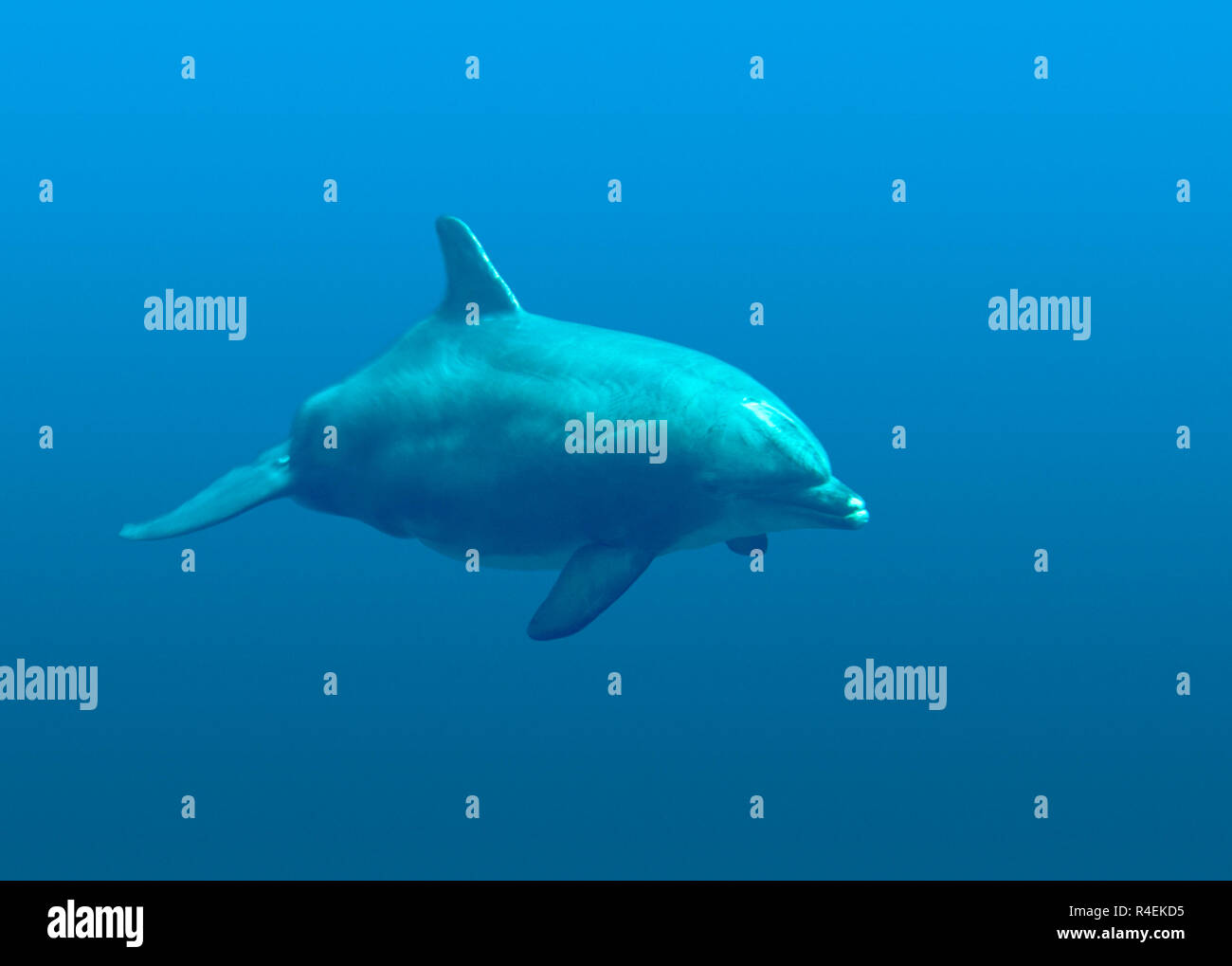 Mammal fish dolphin whale hi-res stock photography and images - Alamy