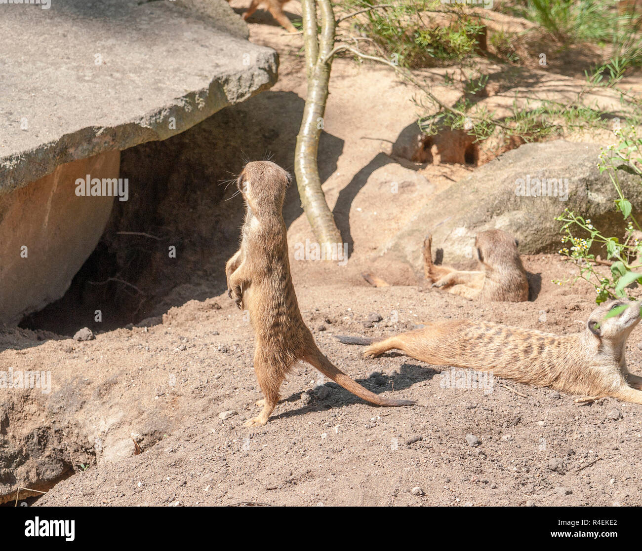 Natural world meerkats hi-res stock photography and images - Alamy