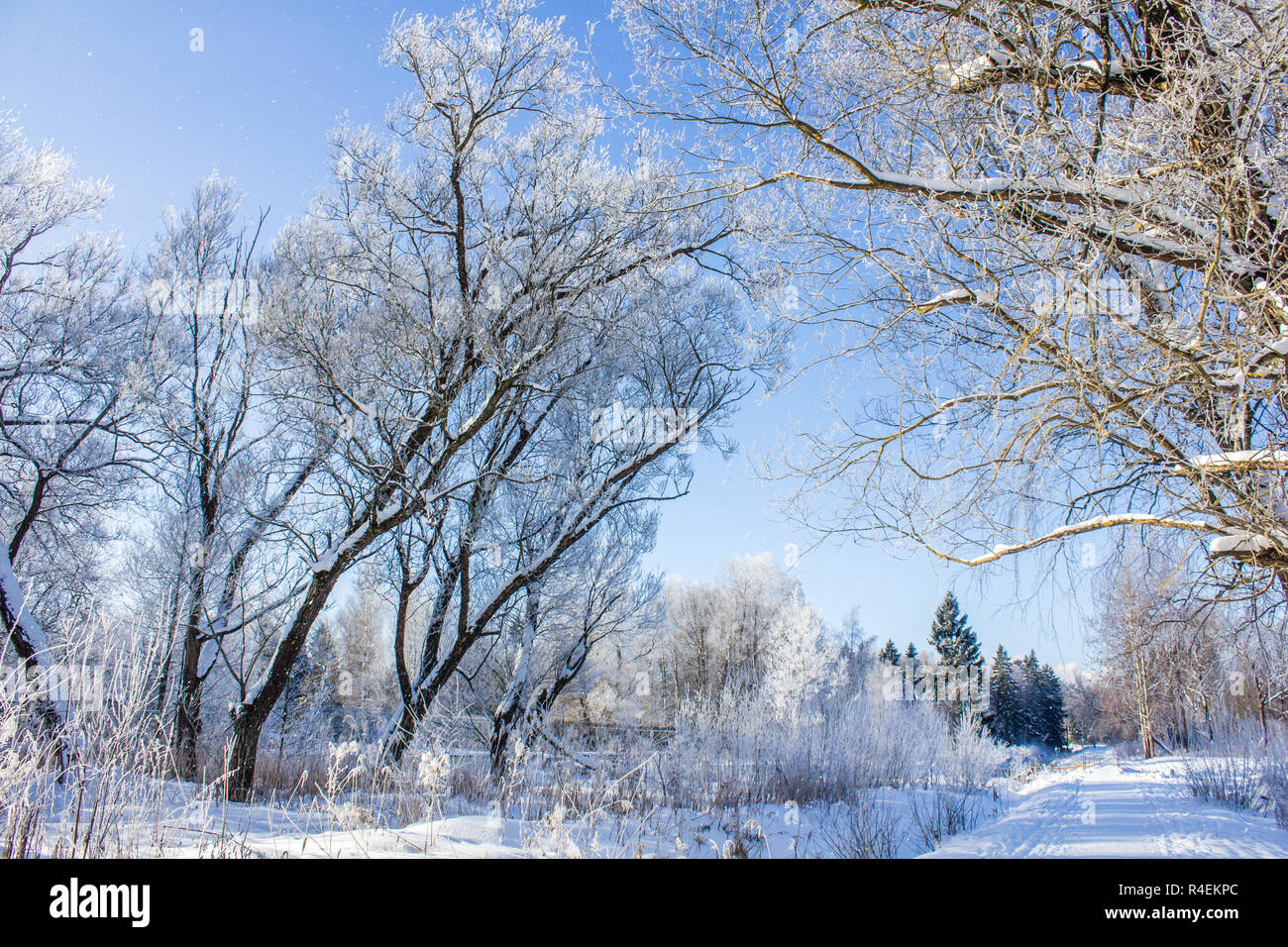 Winter landscape in clear weather. Morning bright sun. Snow plays shine ...