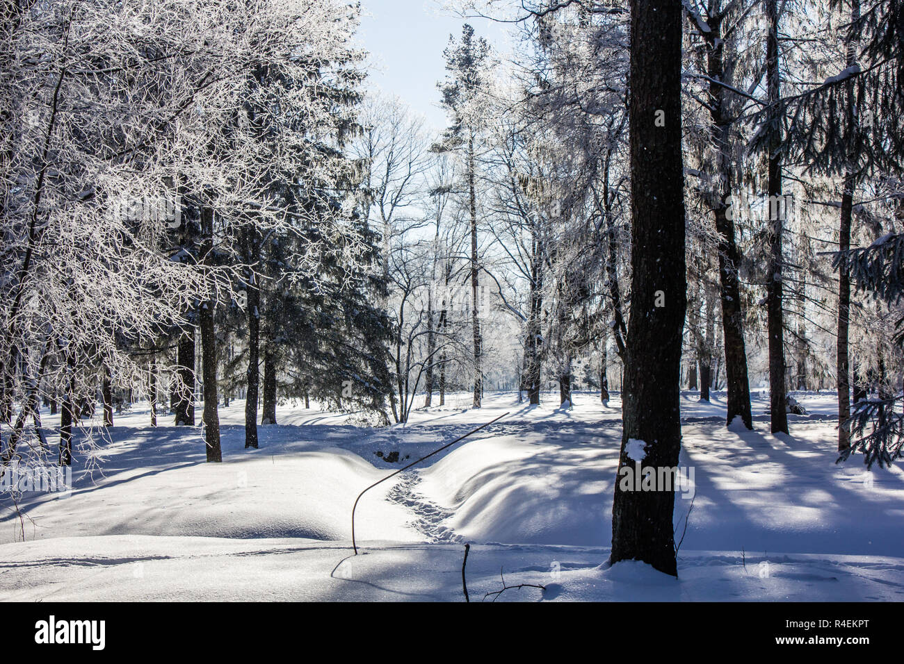 Winter landscape in clear weather. Morning bright sun. Snow plays shine ...