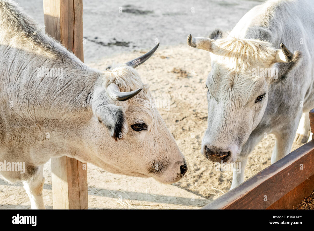 Couple of white cows standing at cattle yard at farm Stock Photo - Alamy