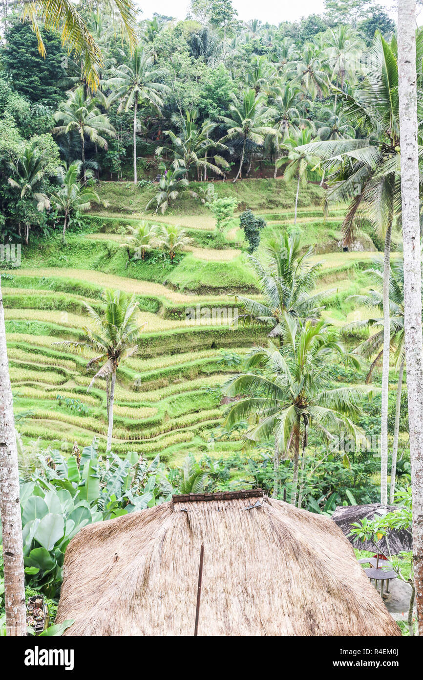 Terraced rice field, Bali, Indonesia Stock Photo - Alamy