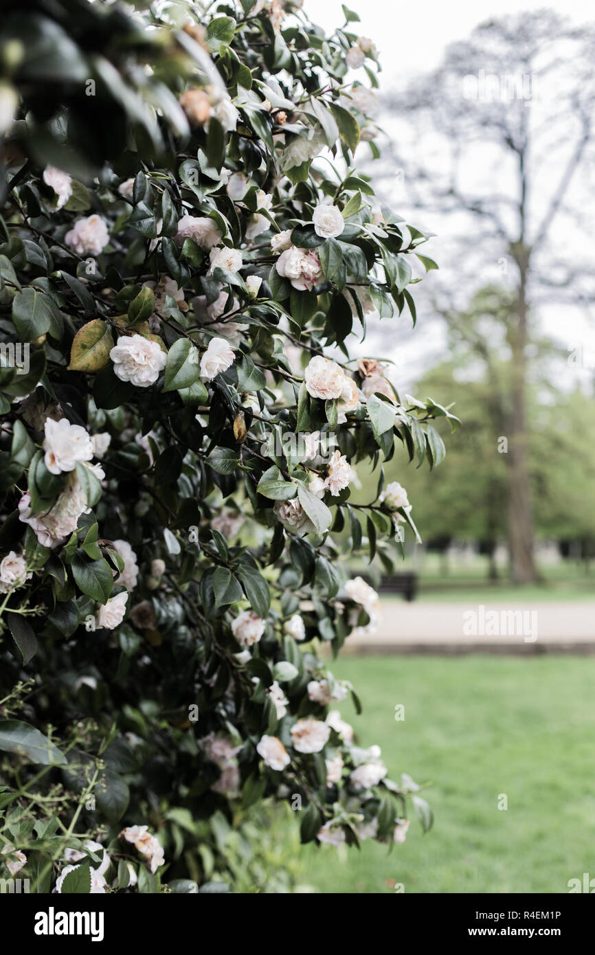 Camellia bush hi-res stock photography and images - Alamy