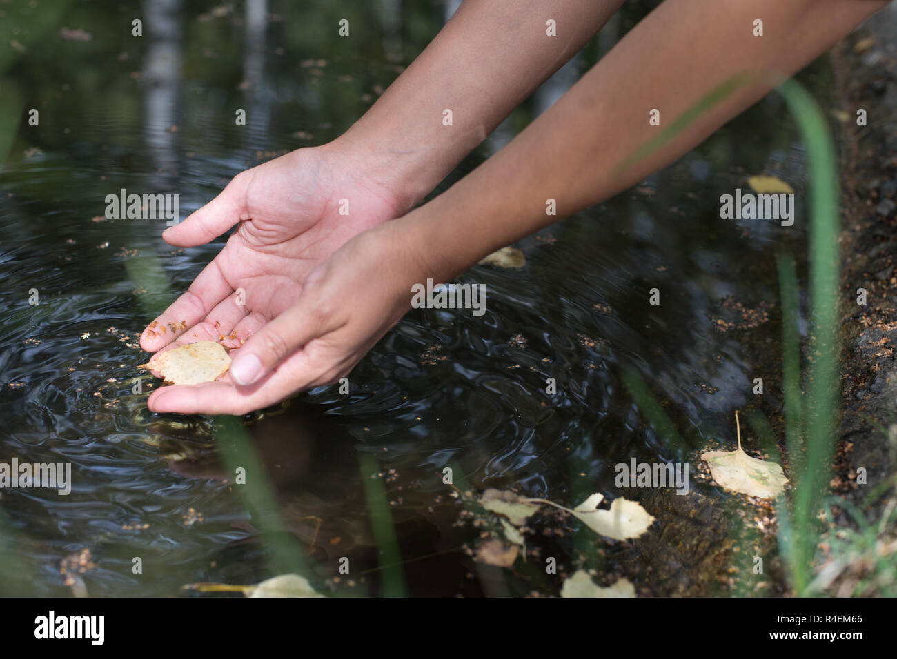 Woman's hands collecting autumn leaves in a river, Bulgaria Stock Photo ...
