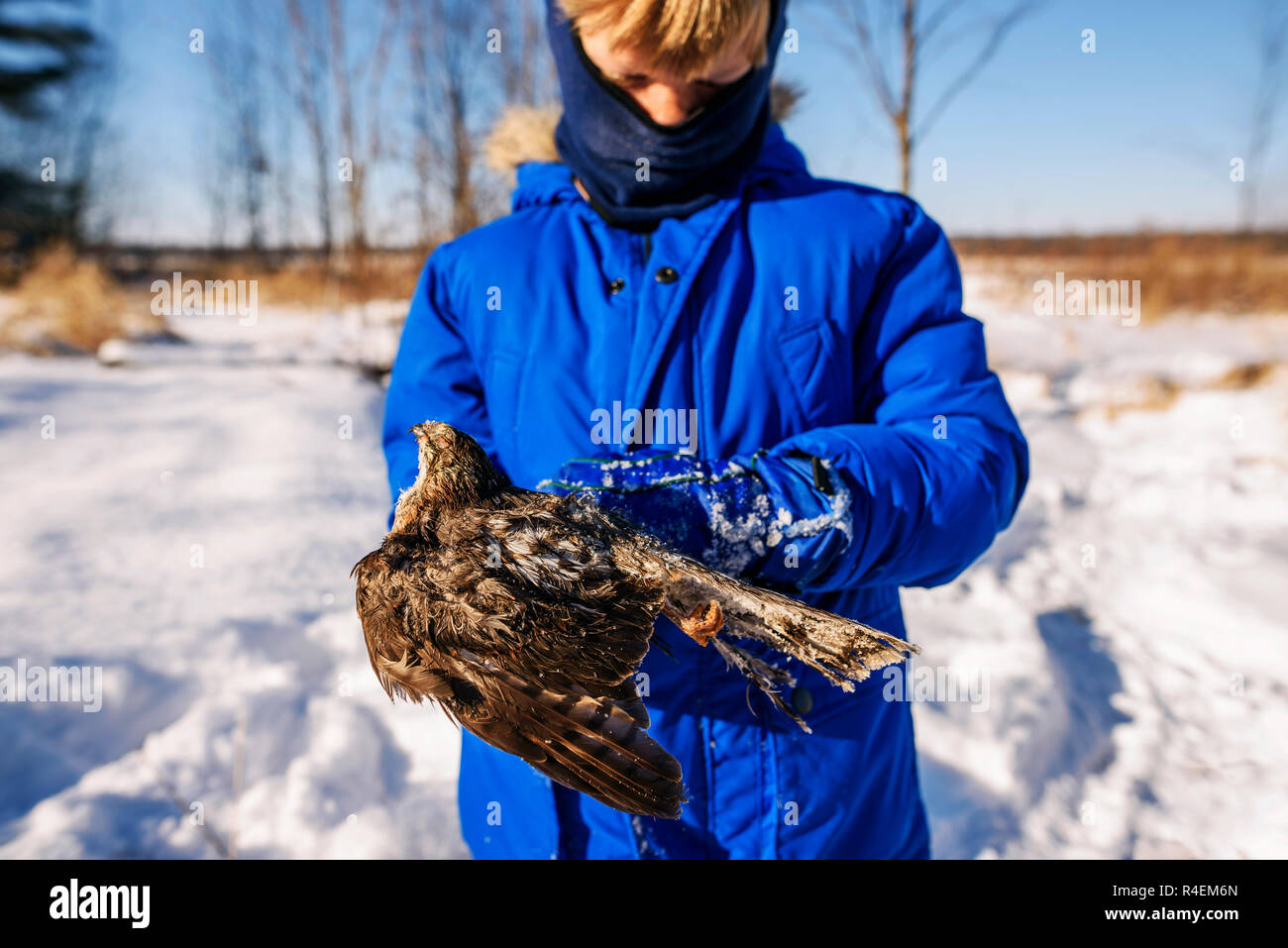 Person holding hawk hi-res stock photography and images - Alamy