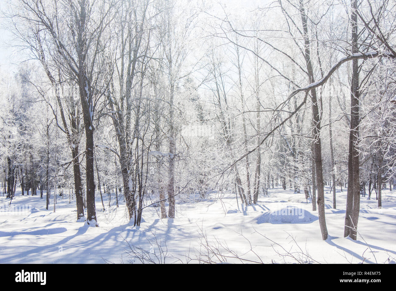 Winter landscape in clear weather. Morning bright sun. Snow plays shine ...