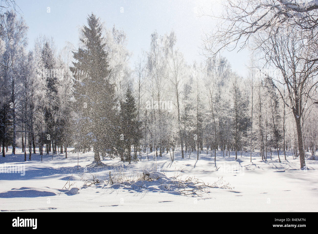 Winter landscape in clear weather. Morning bright sun. Snow plays shine ...