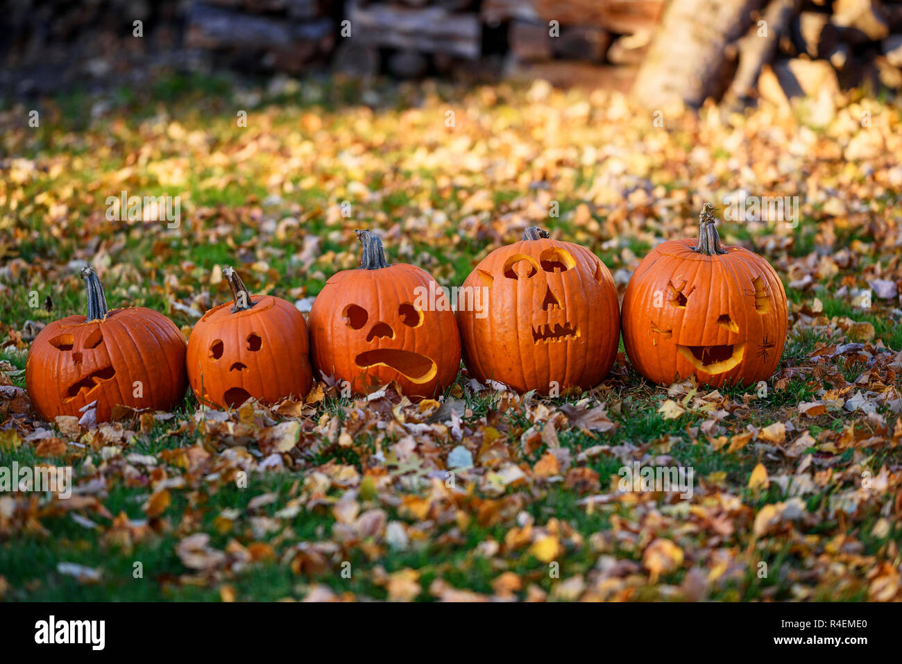 Five jack-o-lanterns lined up in a row in a garden, United States Stock ...