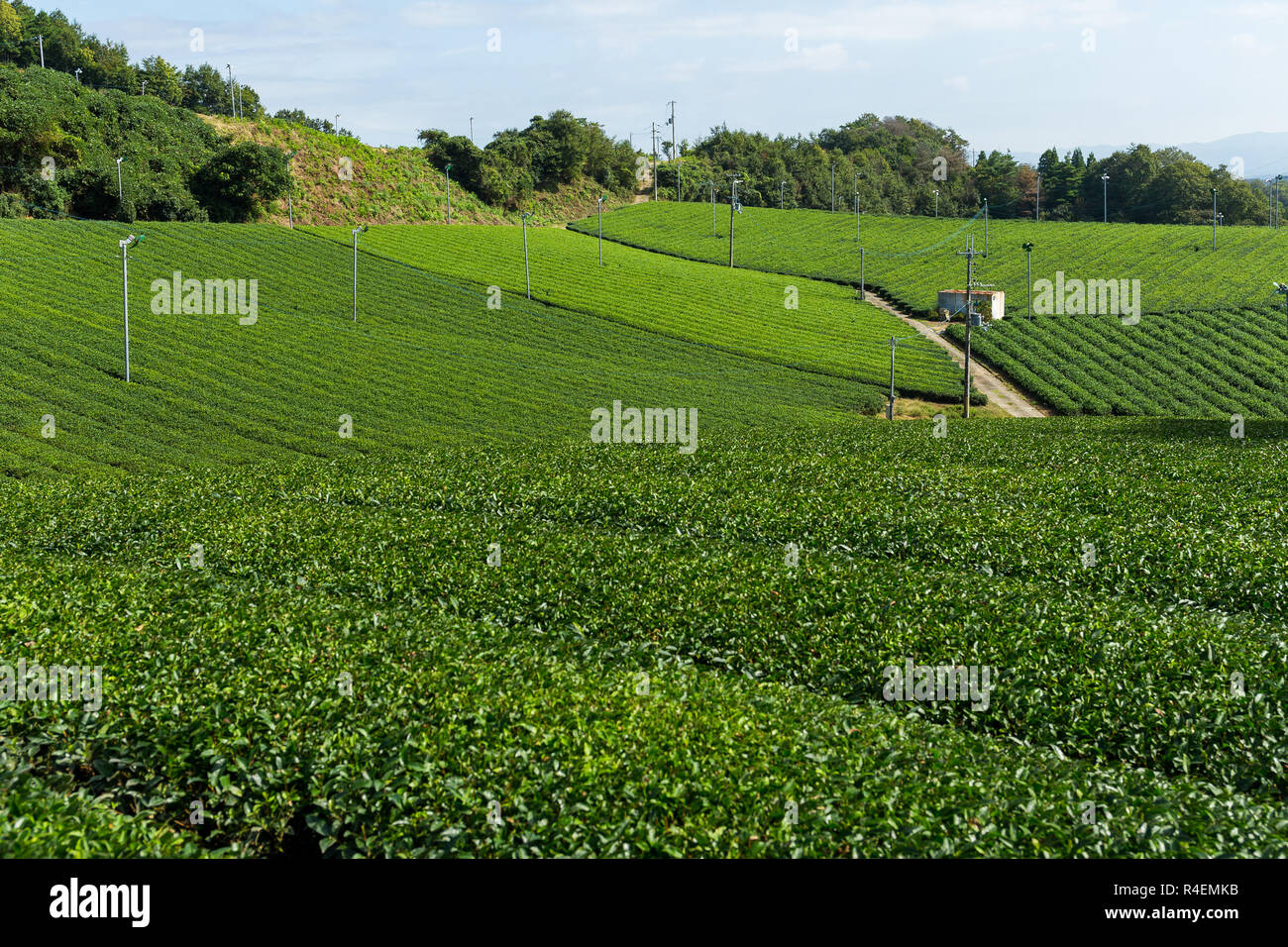 Tea plantation landscape Stock Photo - Alamy